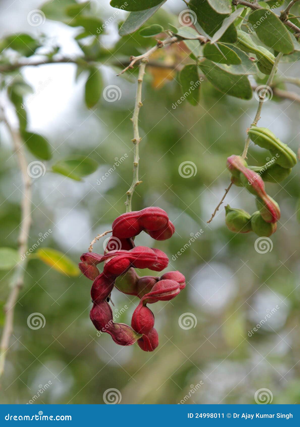 Ripe Pithecellobium Dulce Bean Stock Image - Image of lnga, makham ...