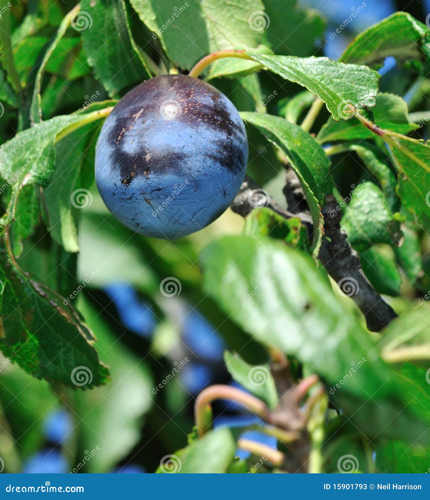 Ripe Plum stock image. Image of leaf, plum, fruit, nature - 15901793