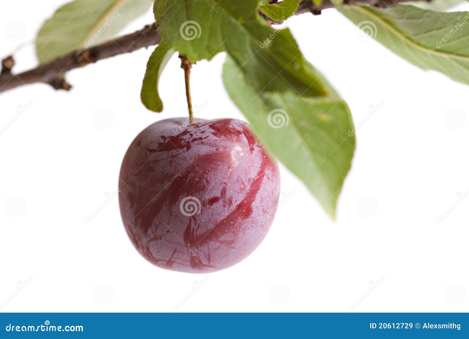 Ripe plum stock image. Image of group, freshness, dessert - 20612729