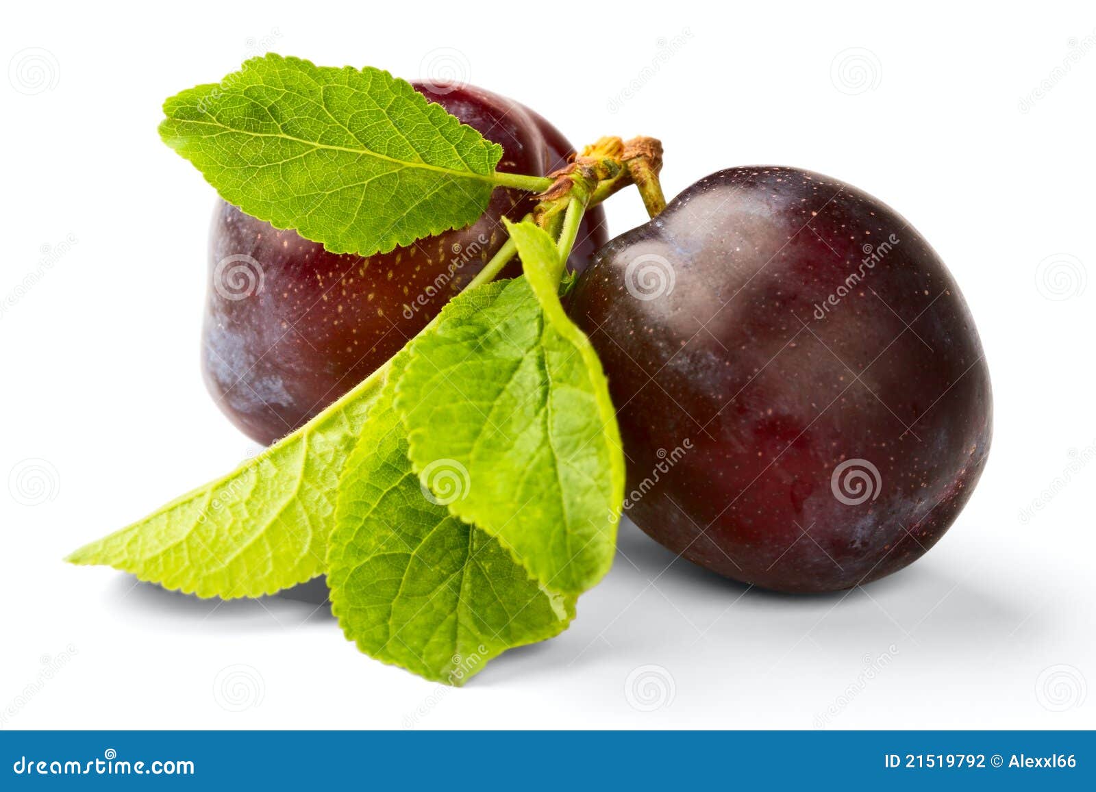 Ripe plum stock photo. Image of stem, juicy, gardening - 21519792