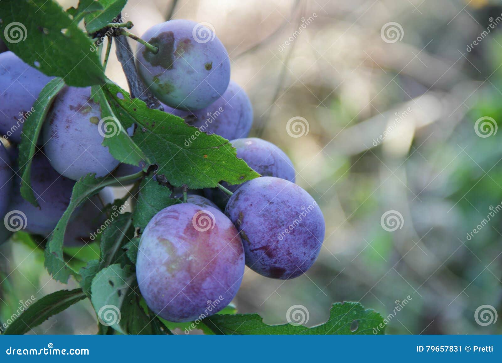 Ripe Plum on the Branch of a Plum Tree Stock Image - Image of natural ...