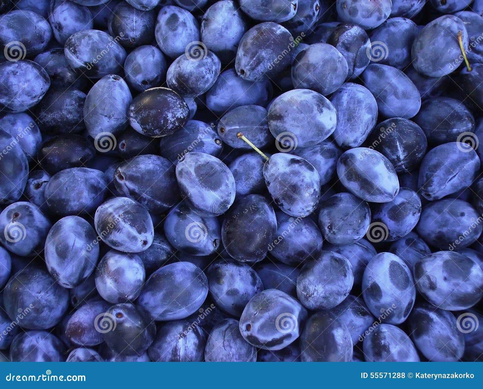 Ripe plum stock photo. Image of nature, nutrition, plant - 55571288