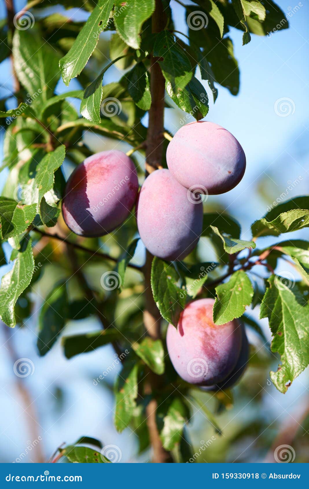Ripe Plum Fruit on a Tree in the Garden Stock Photo - Image of juicy ...