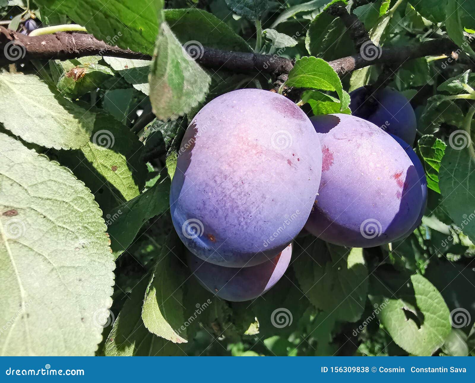 Ripe Plum Fruits in the Tree Stock Photo - Image of health, green ...