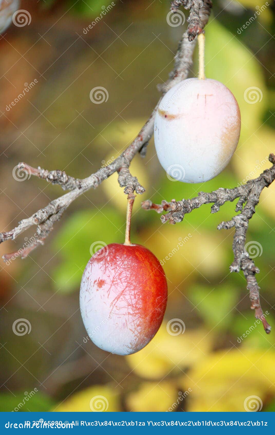 Ripe plum stock photo. Image of eating, harvest, blue - 37765980