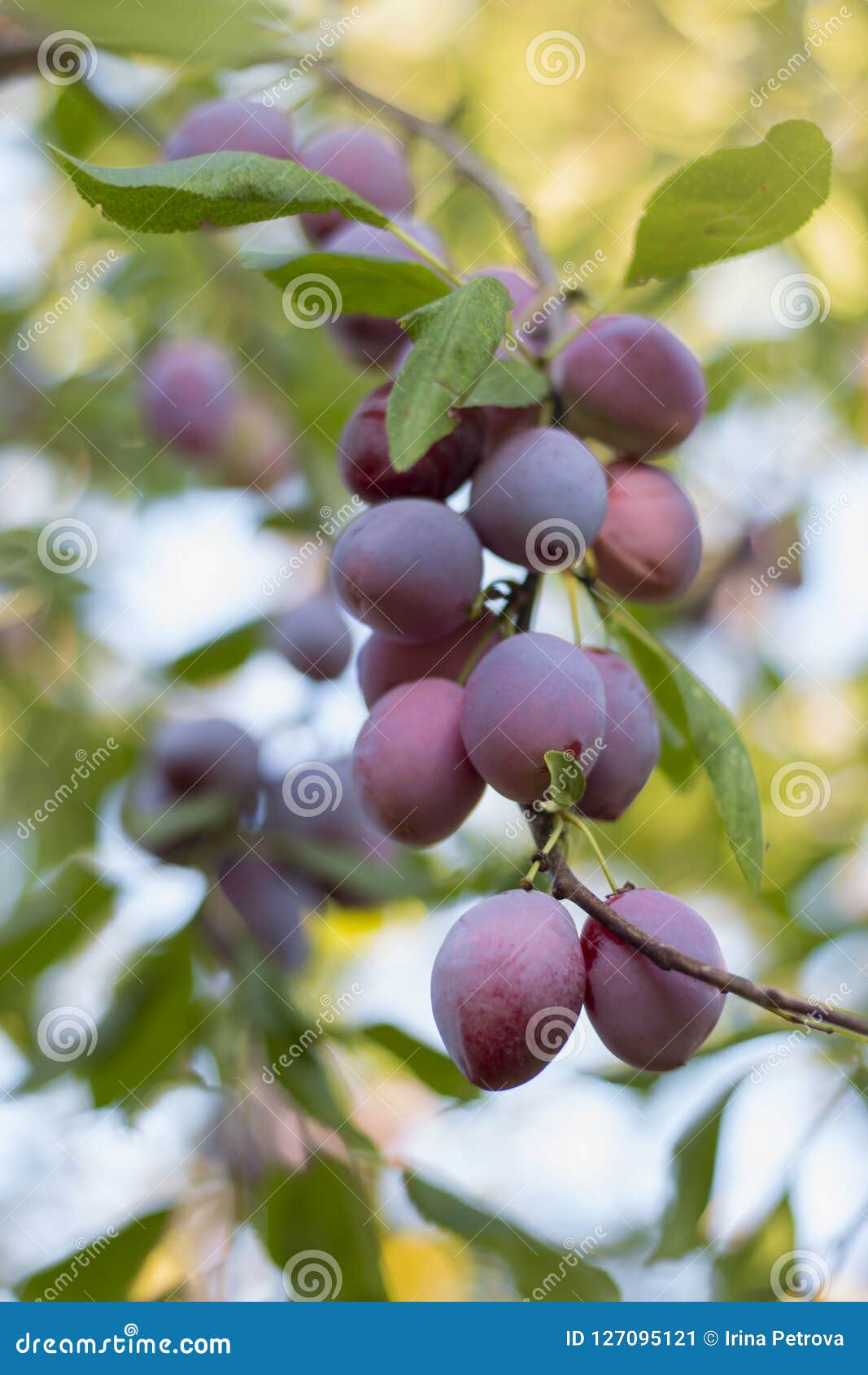 Ripe plum on the tree stock image. Image of juicy, biological - 127095121