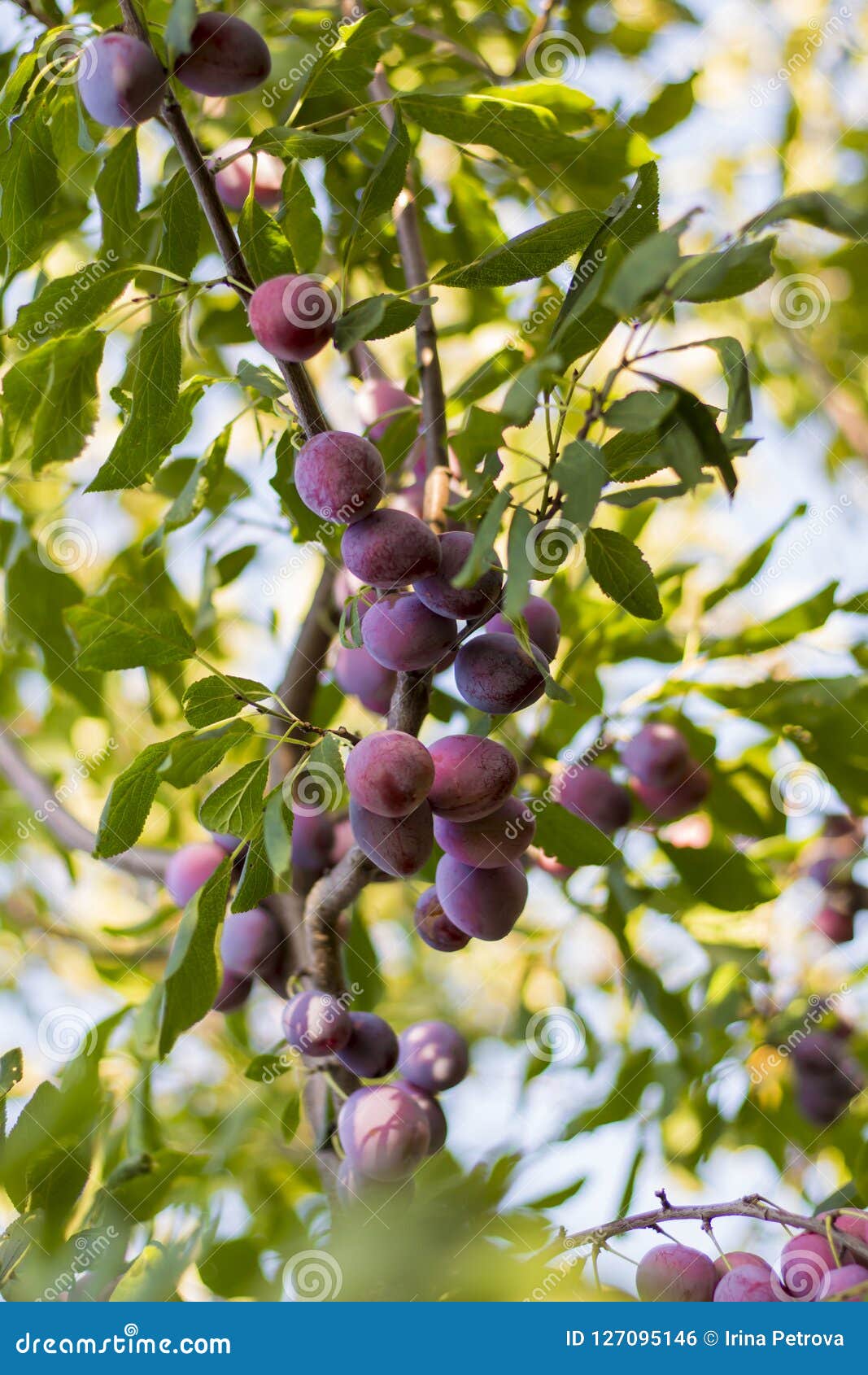 Ripe plum on the tree stock photo. Image of growing - 127095146