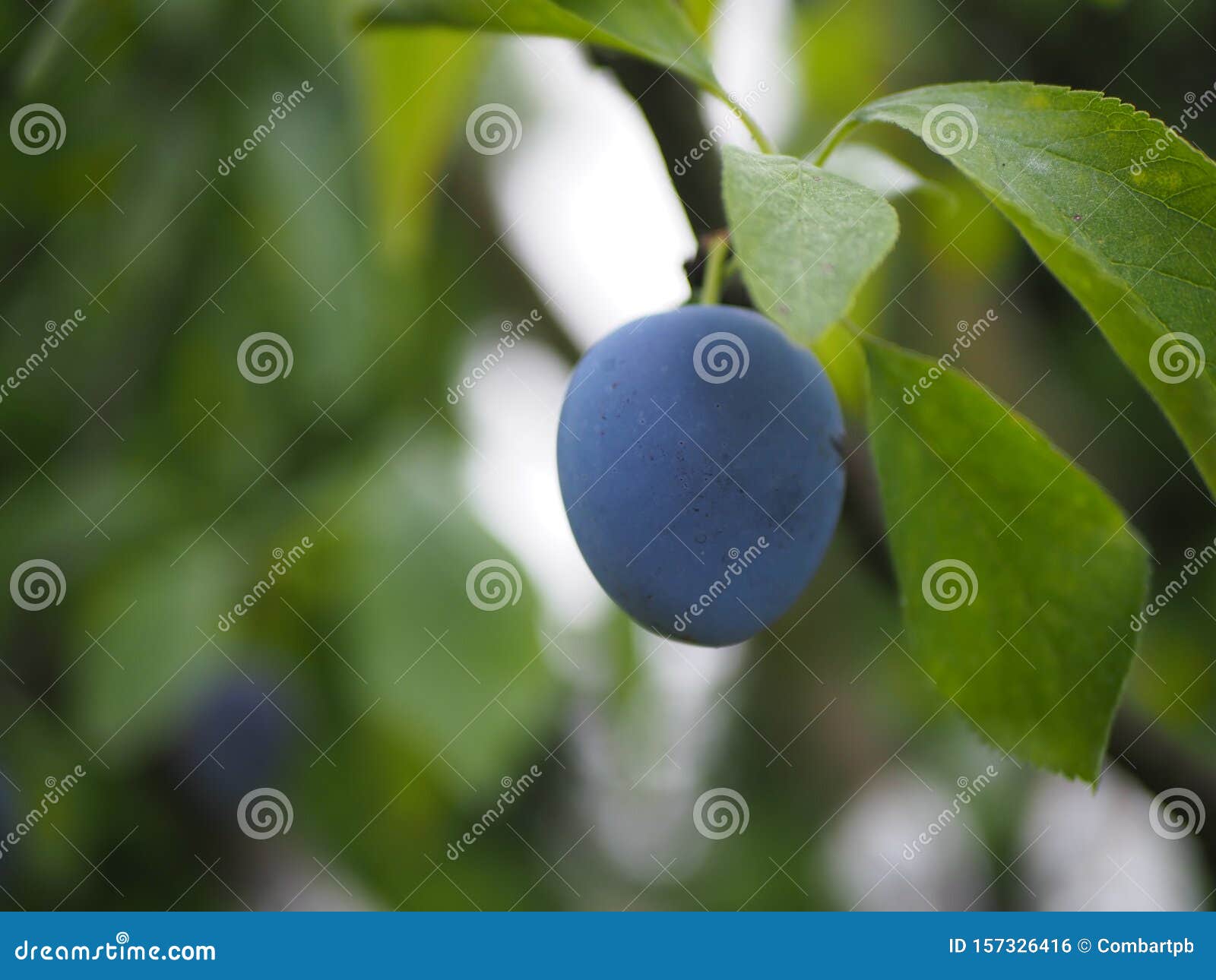Ripe plum on the tree stock photo. Image of fresh, food - 157326416