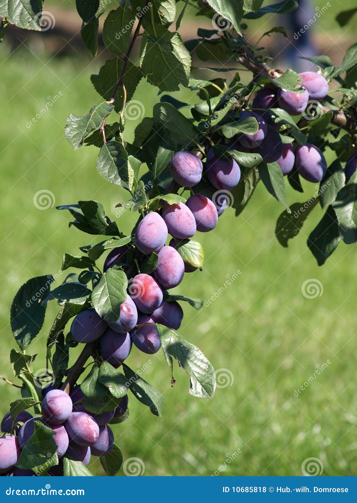 Ripe plums stock photo. Image of plantation, green, leaf - 10685818