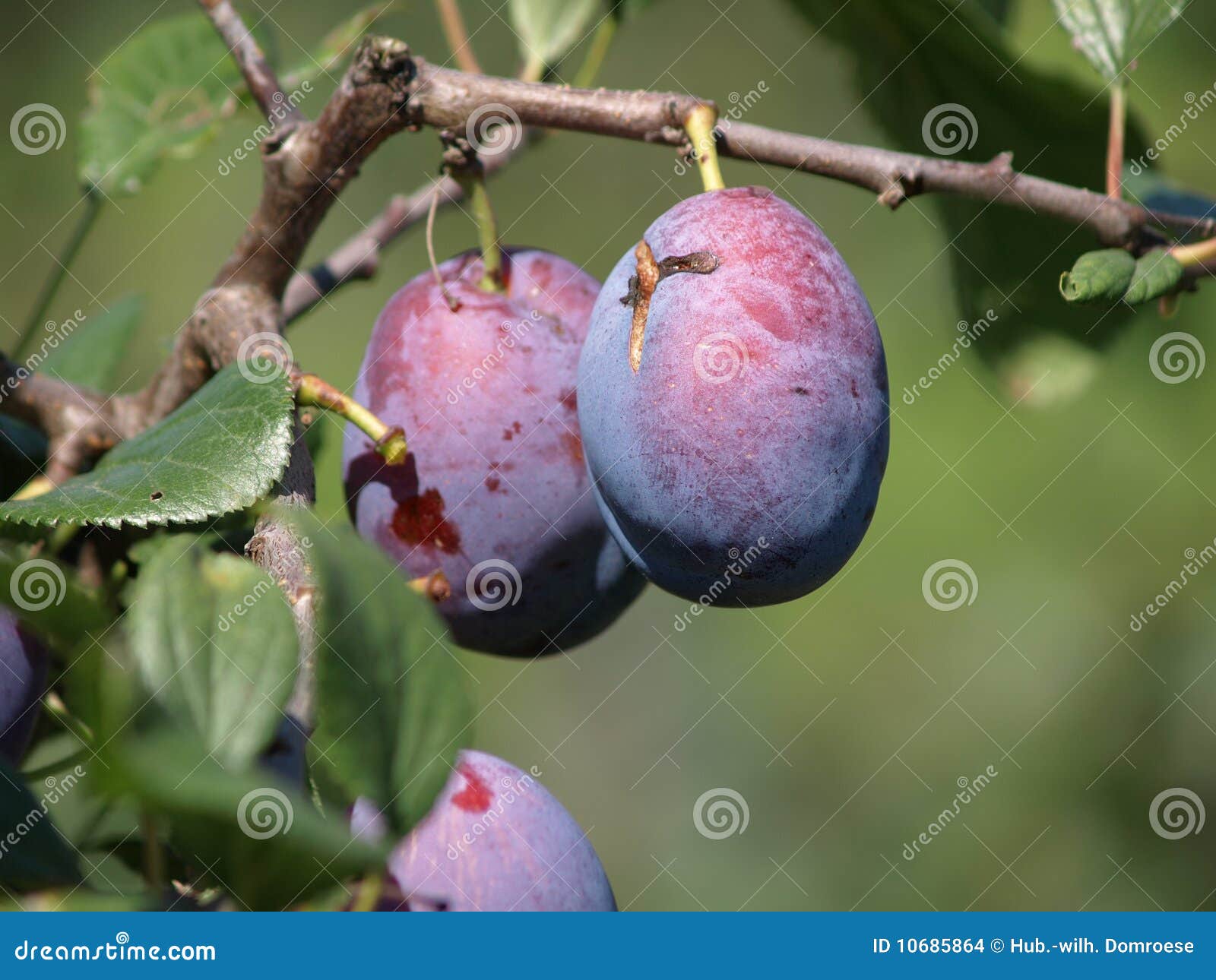 Ripe plums stock photo. Image of violet, branch, plum - 10685864