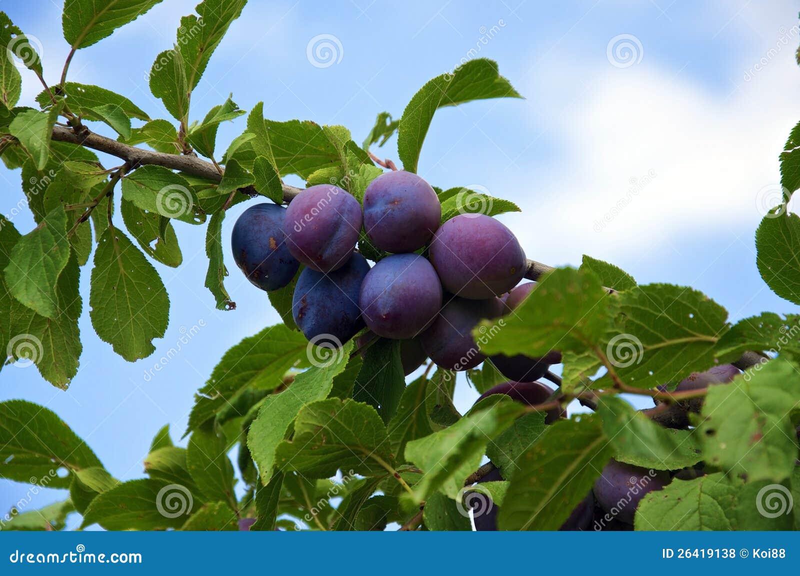 Ripe Plums stock photo. Image of sweet, violet, hanging - 26419138