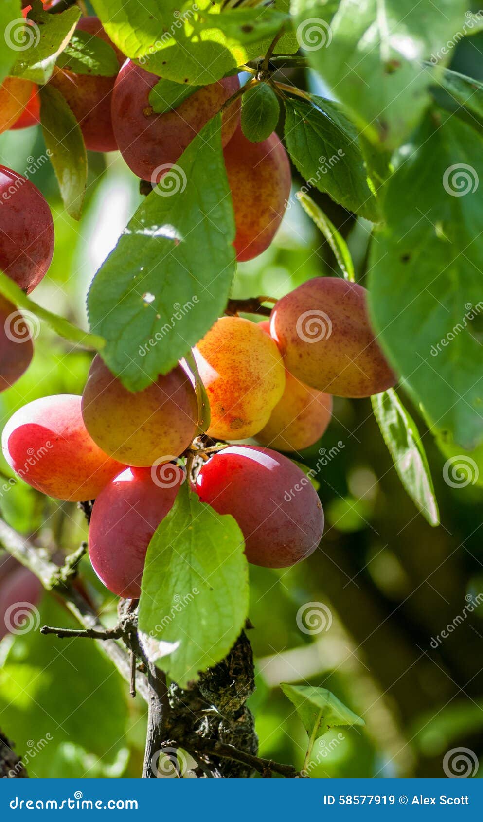 Ripe plums stock image. Image of ripe, scenic, yellow - 58577919