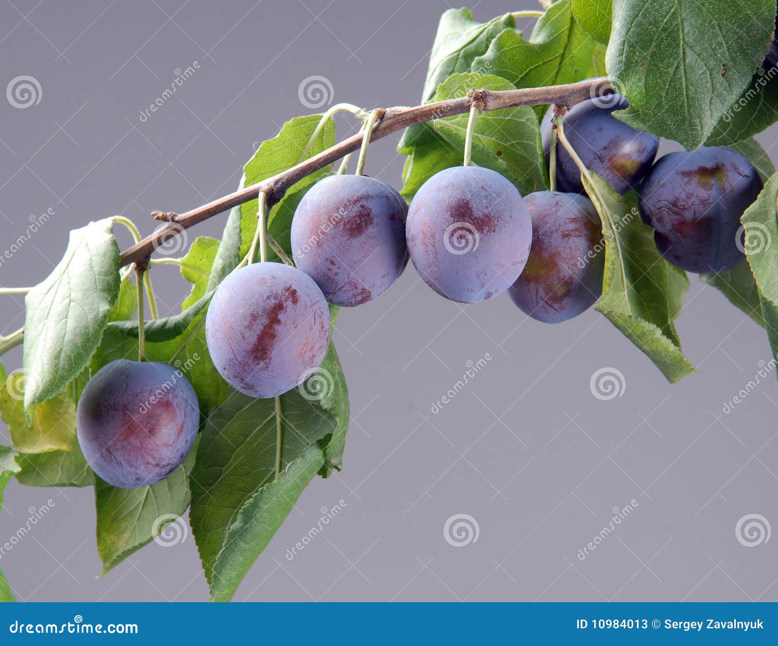 Ripe plums on a branch stock image. Image of branch, magenta - 10984013