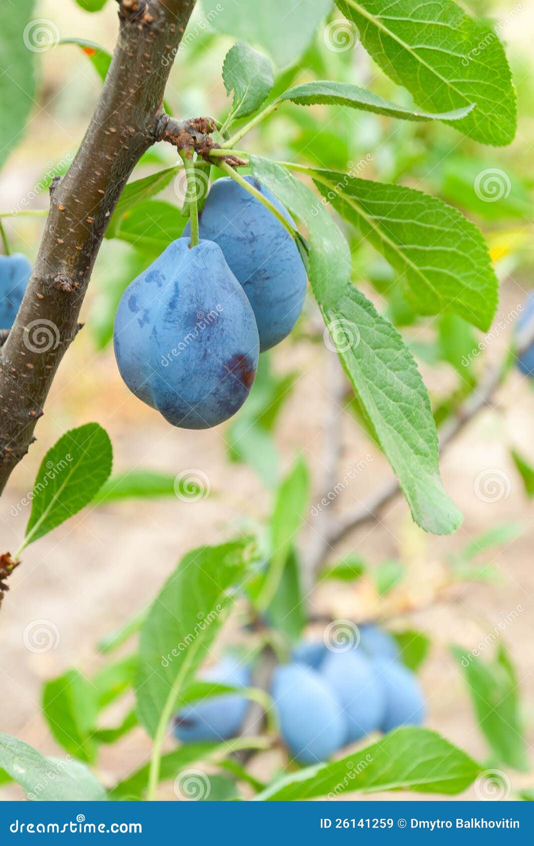 Ripe plums on a branch stock image. Image of outdoor - 26141259