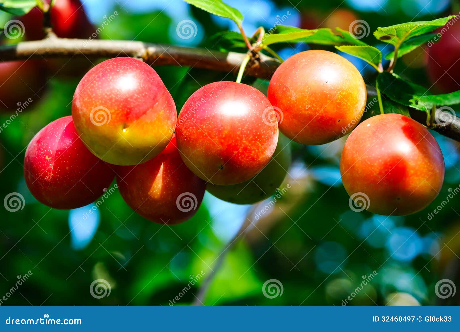 Ripe plums stock image. Image of growing, dessert, berry - 32460497