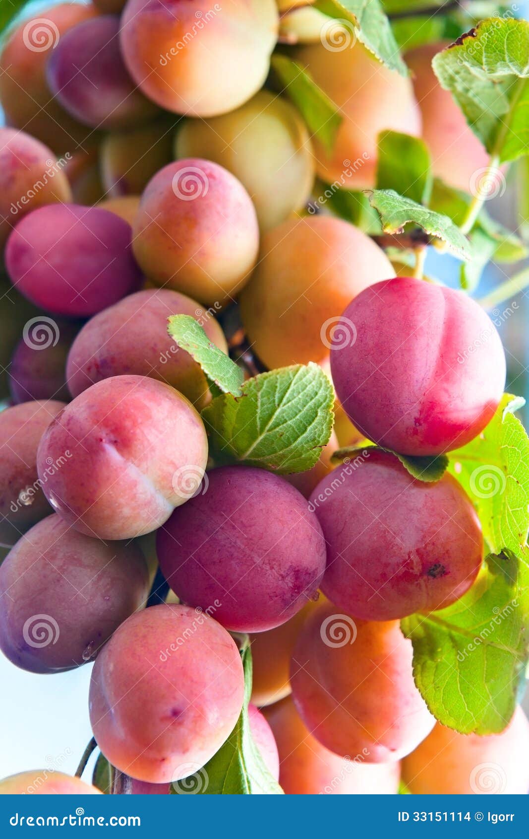 Ripe plums stock photo. Image of healthy, summer, food - 33151114