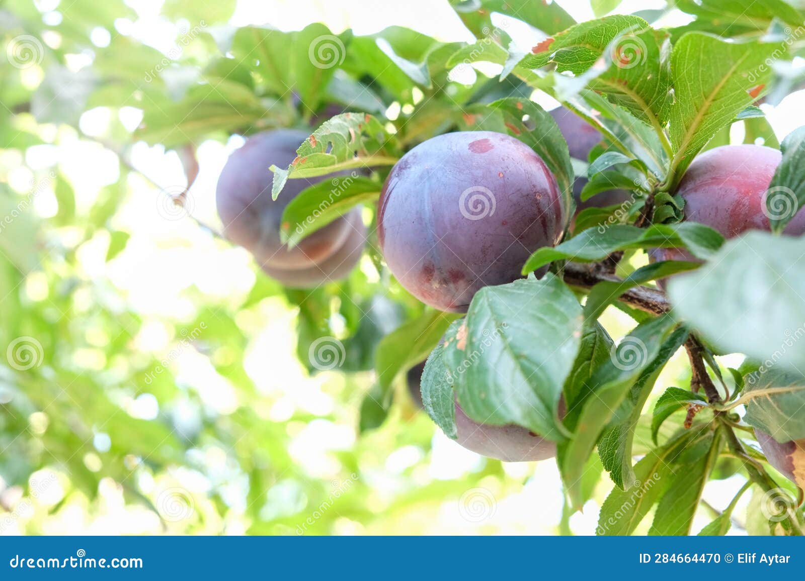 Ripe Plums on a Fruit Tree in an Organic Garden. Plum is a Fruit of the ...