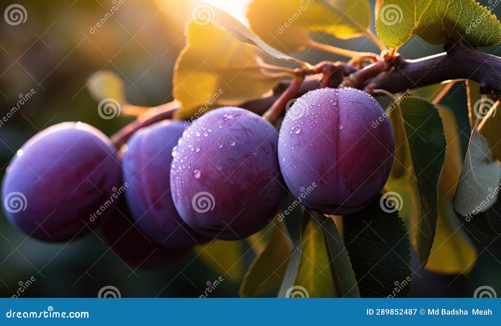 Ripe Plums in the Garden, Up Close Stock Image - Image of delicious ...