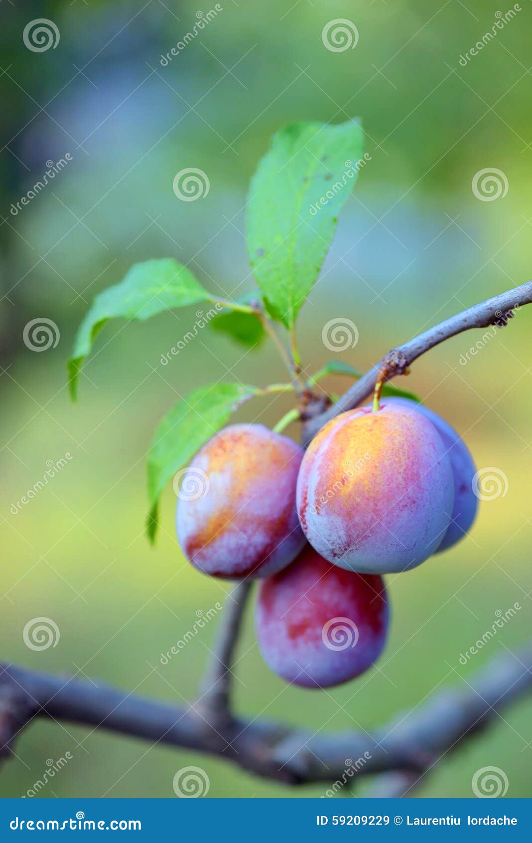 Ripe plums stock image. Image of food, prune, grass, nutrients - 59209229