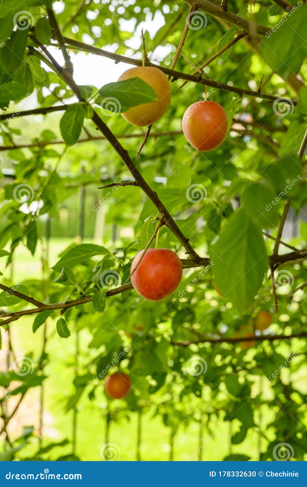 Ripe Plums at a Plum Tree in a Garden Stock Photo - Image of fruit ...