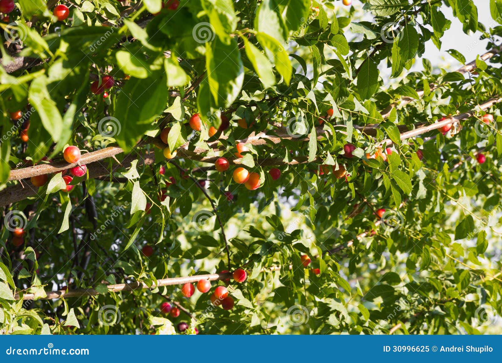 Ripe plums stock image. Image of natural, harvest, fresh - 30996625