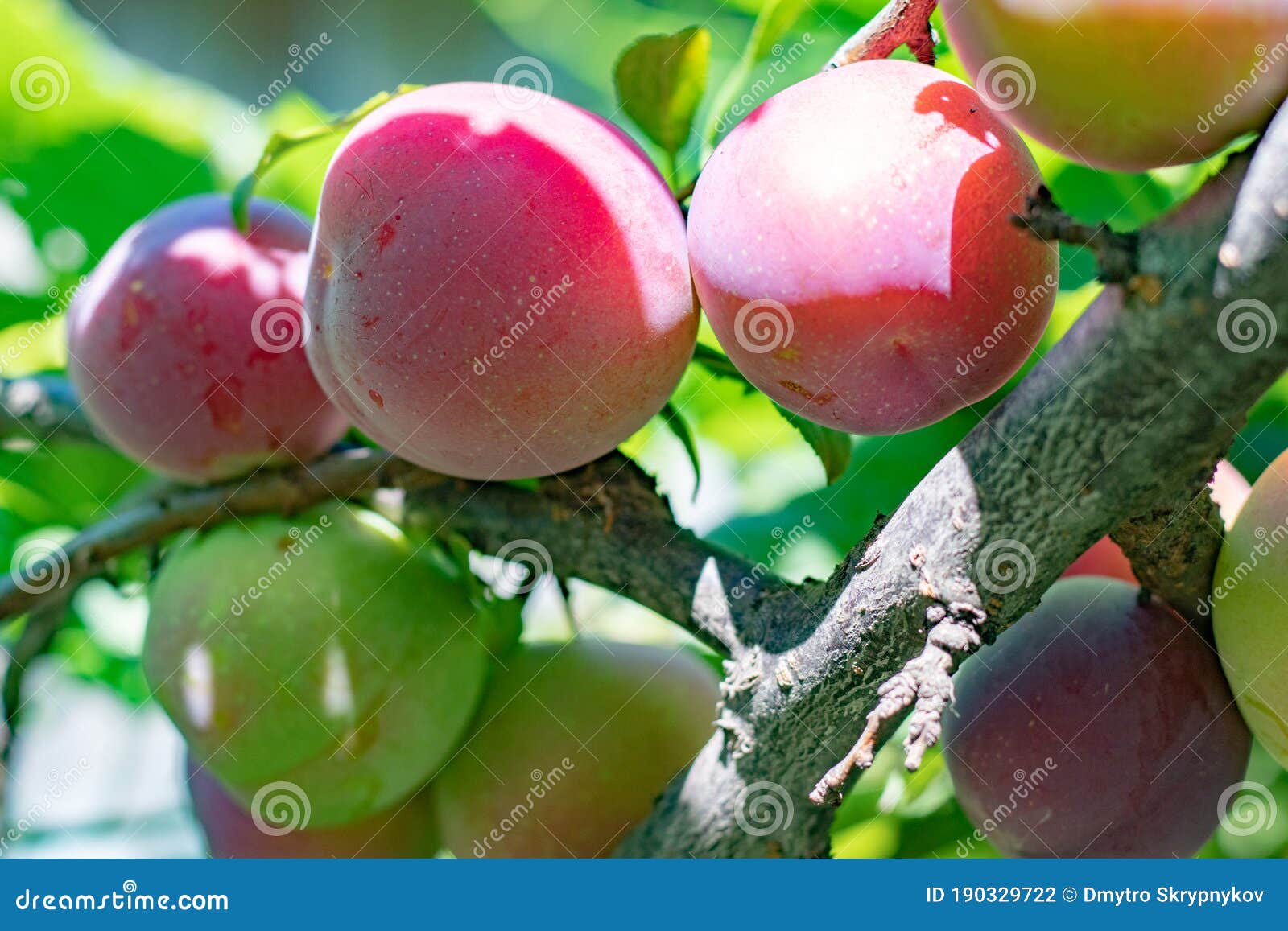 Ripe Plums on Tree Branch in Garden Stock Photo - Image of plantation ...