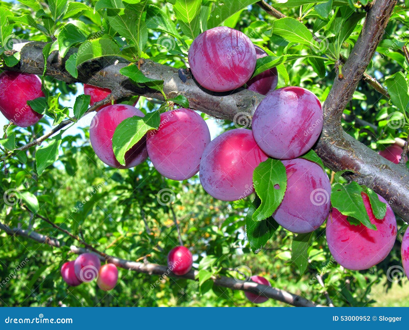 Ripe Plums on a Tree Branch Stock Photo - Image of ripe, orchard: 53000952