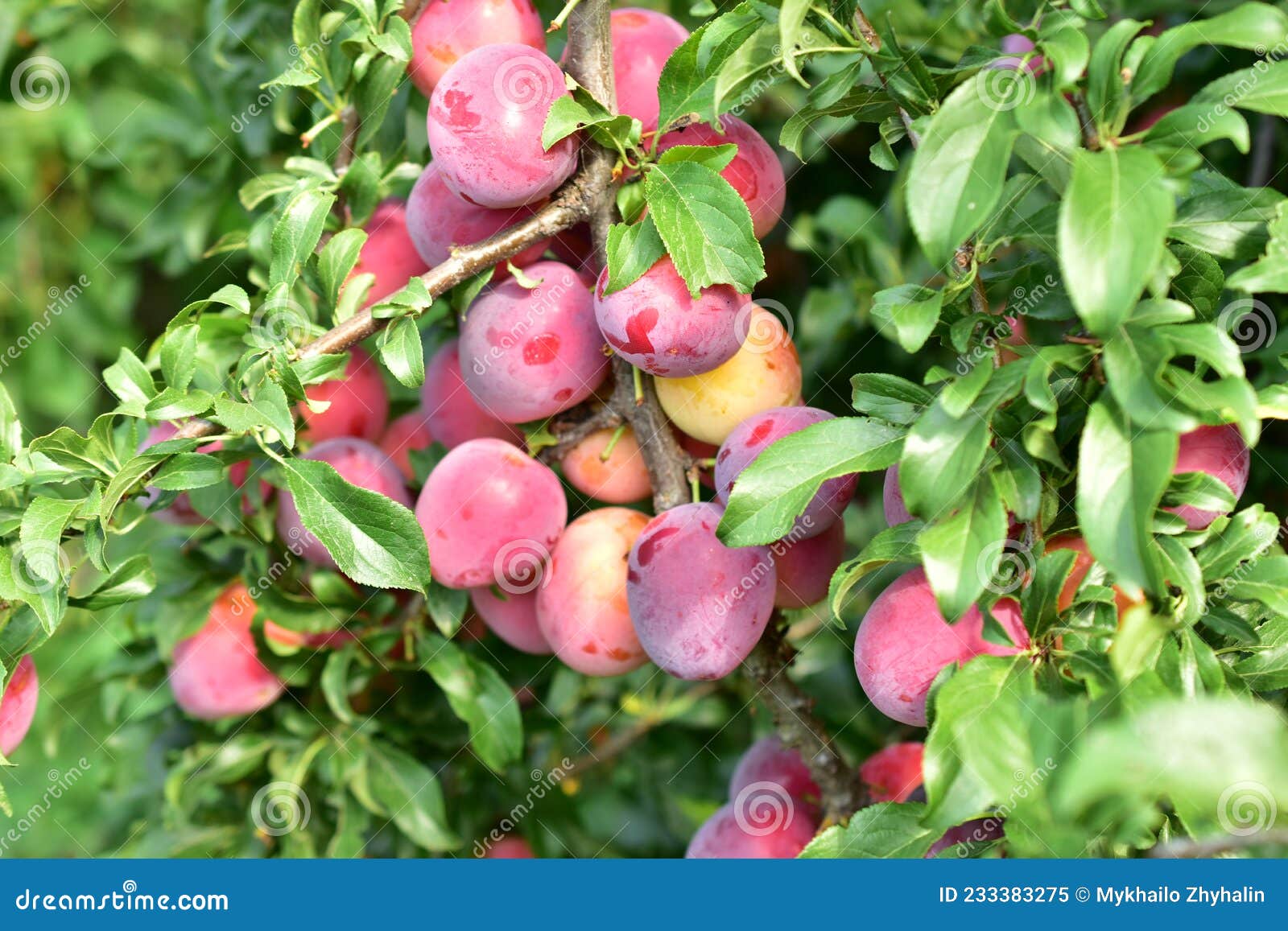 Ripe Plums on the Tree between the Leaves. Stock Image - Image of ...