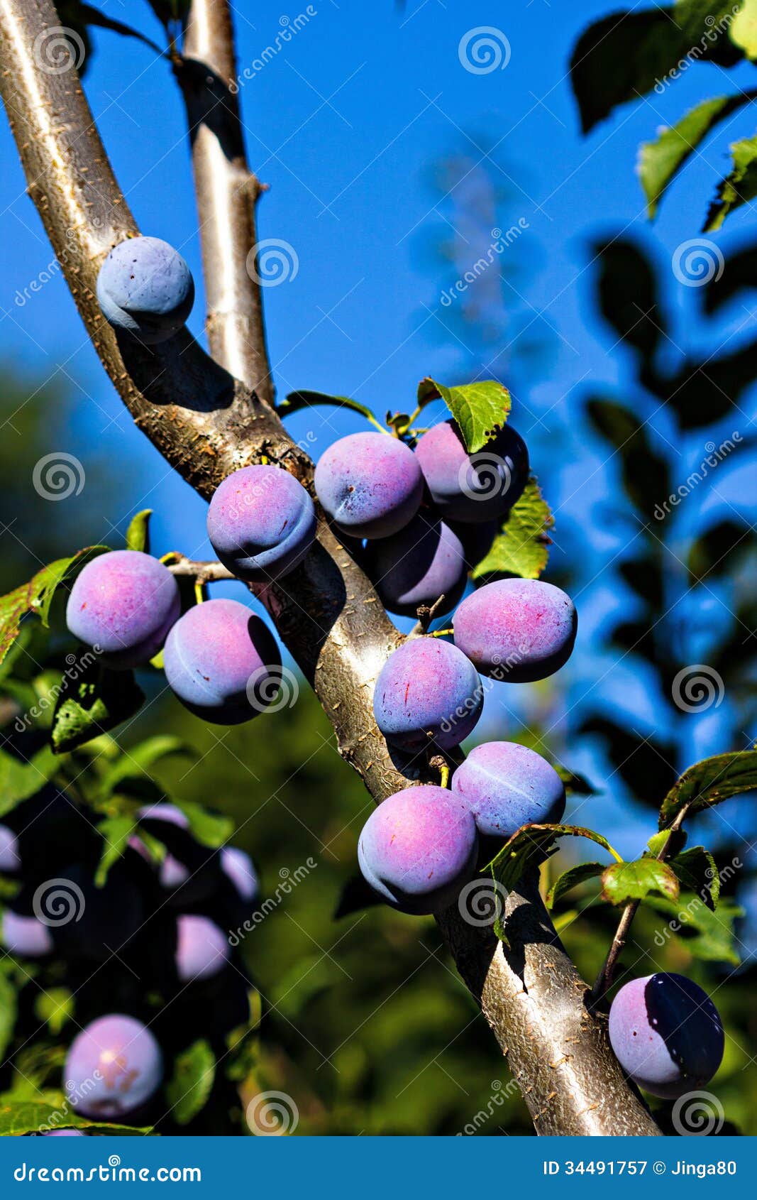 Ripe plums on the tree stock image. Image of juicy, group - 34491757