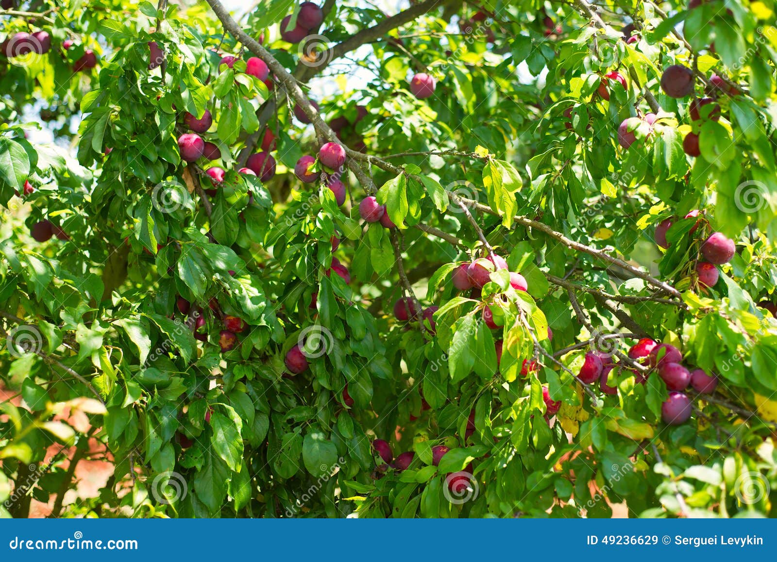 Ripe plums on the tree stock image. Image of snack, meadow - 49236629