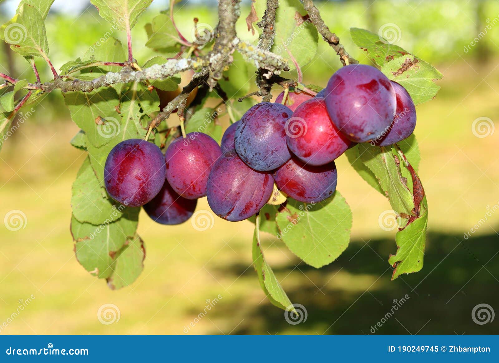 Ripe plums on a tree stock image. Image of purple, ripe - 190249745