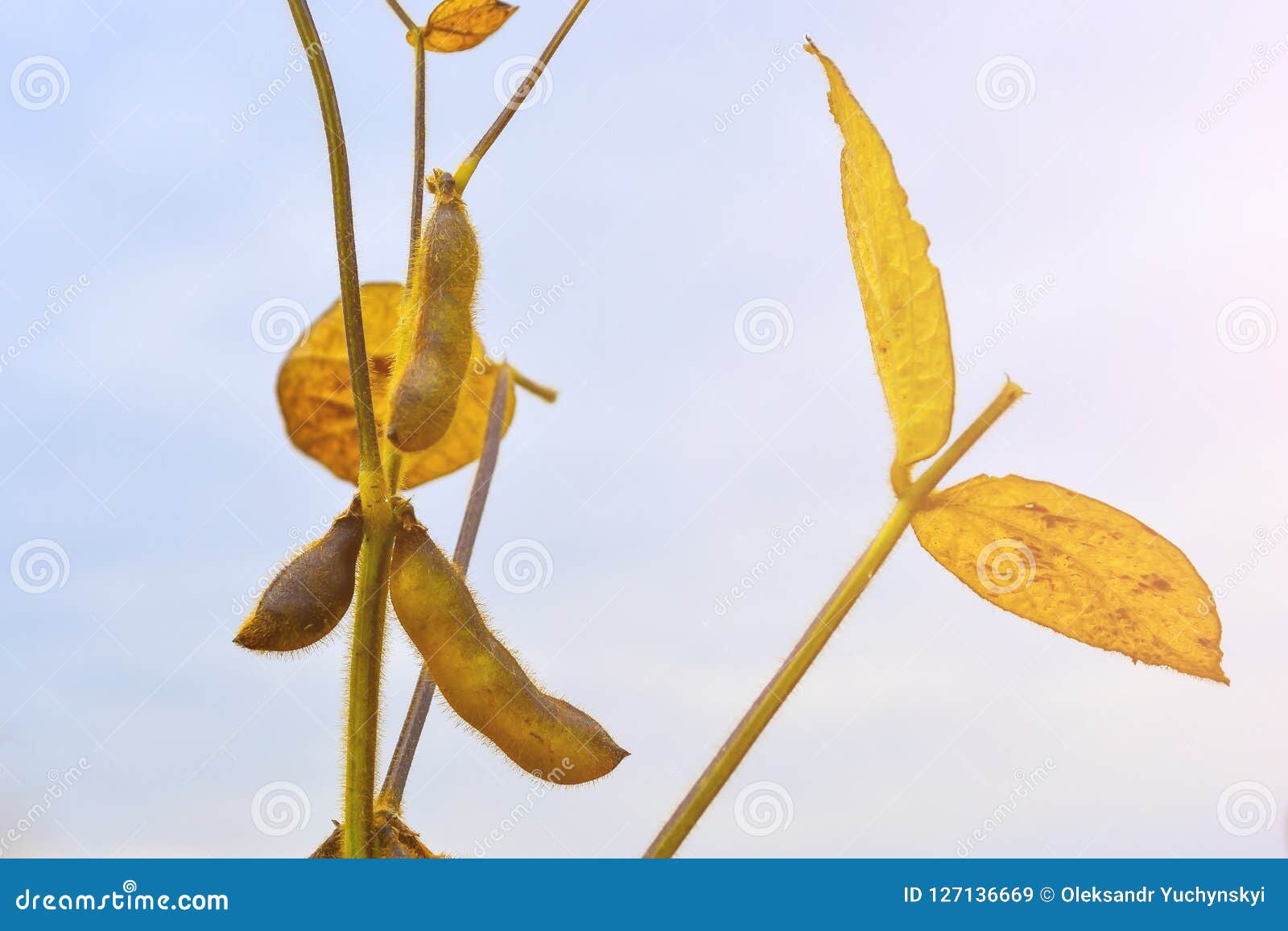 158 Sunset Field Ripe Beans Stock Photos - Free & Royalty-Free Stock ...