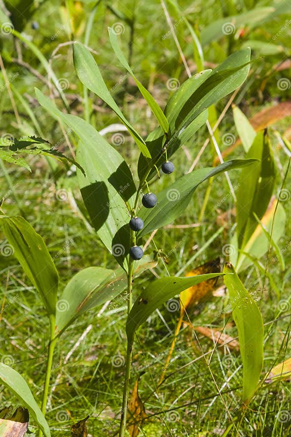 Almost Ripe Poison Berries of Polygonatum Odoratum, Angular Solomon`s ...