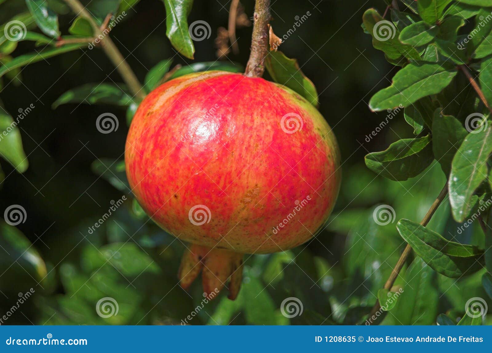 Ripe pomegranate stock image. Image of crops, grain, agriculture - 1208635