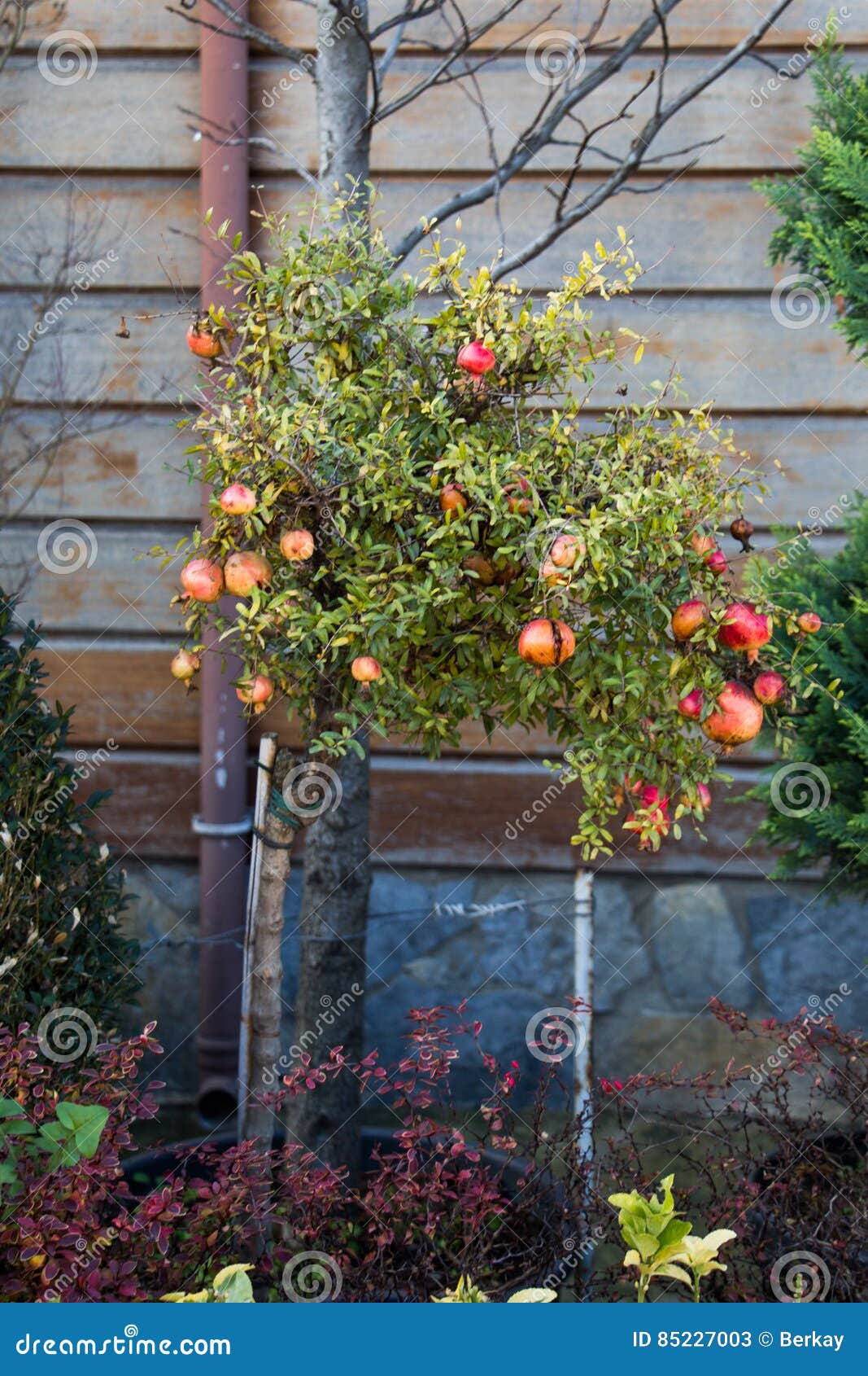Ripe Pomegranate on the Branch of a Pomegranate Tree Stock Image ...