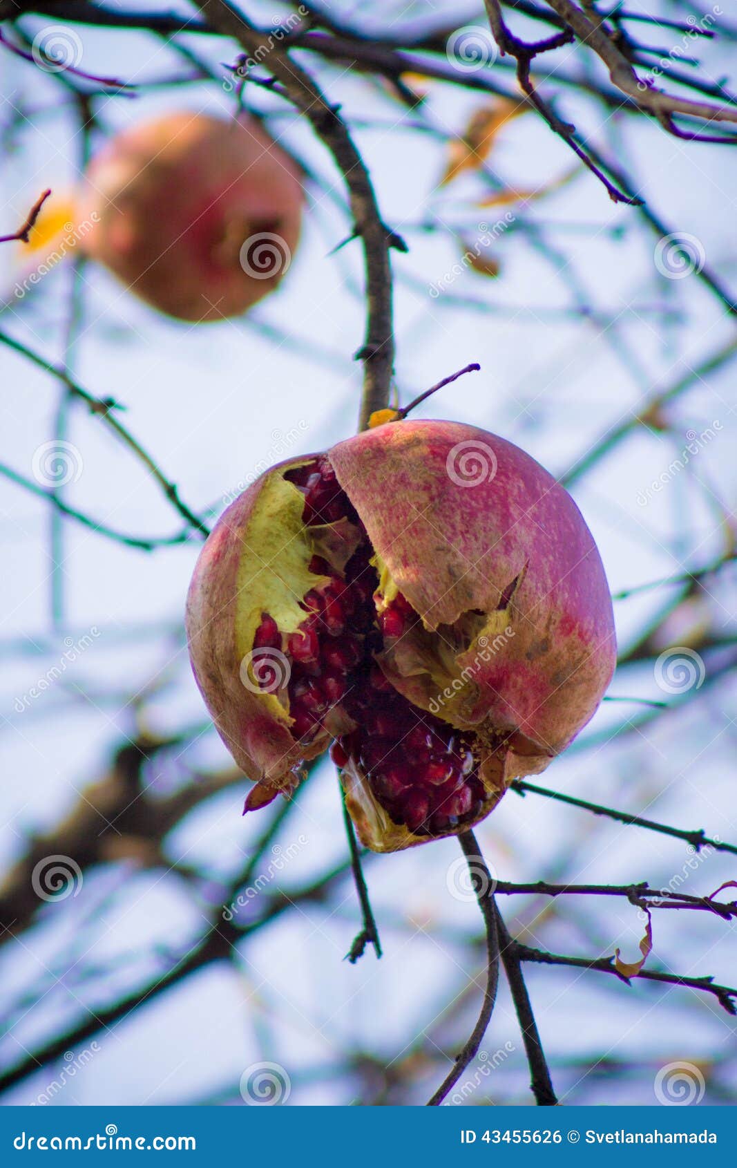 Ripe pomegranate crack stock photo. Image of beautiful - 43455626