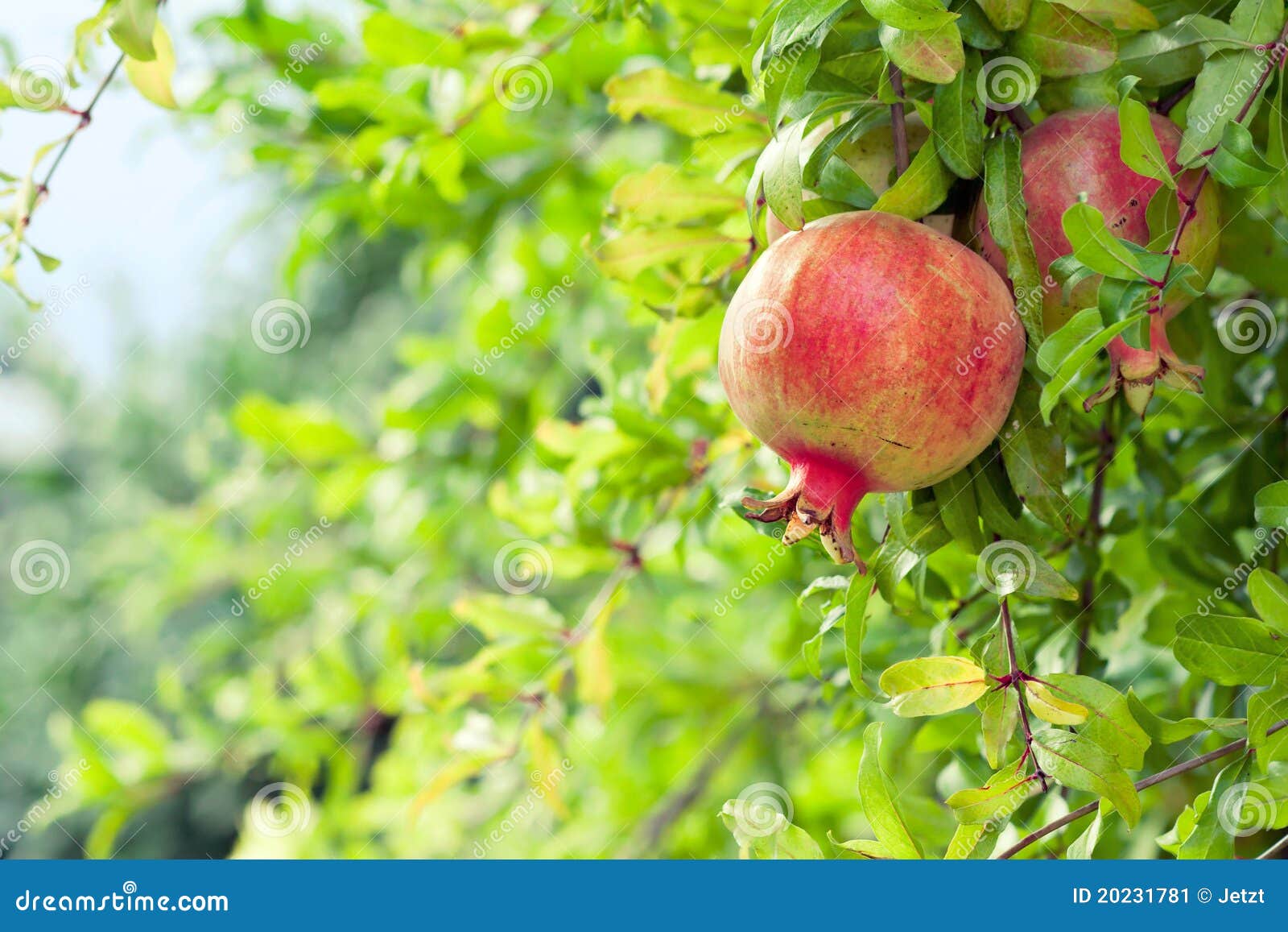 Ripe Pomegranate Fruit on Branch in an Orchard Stock Image - Image of ...