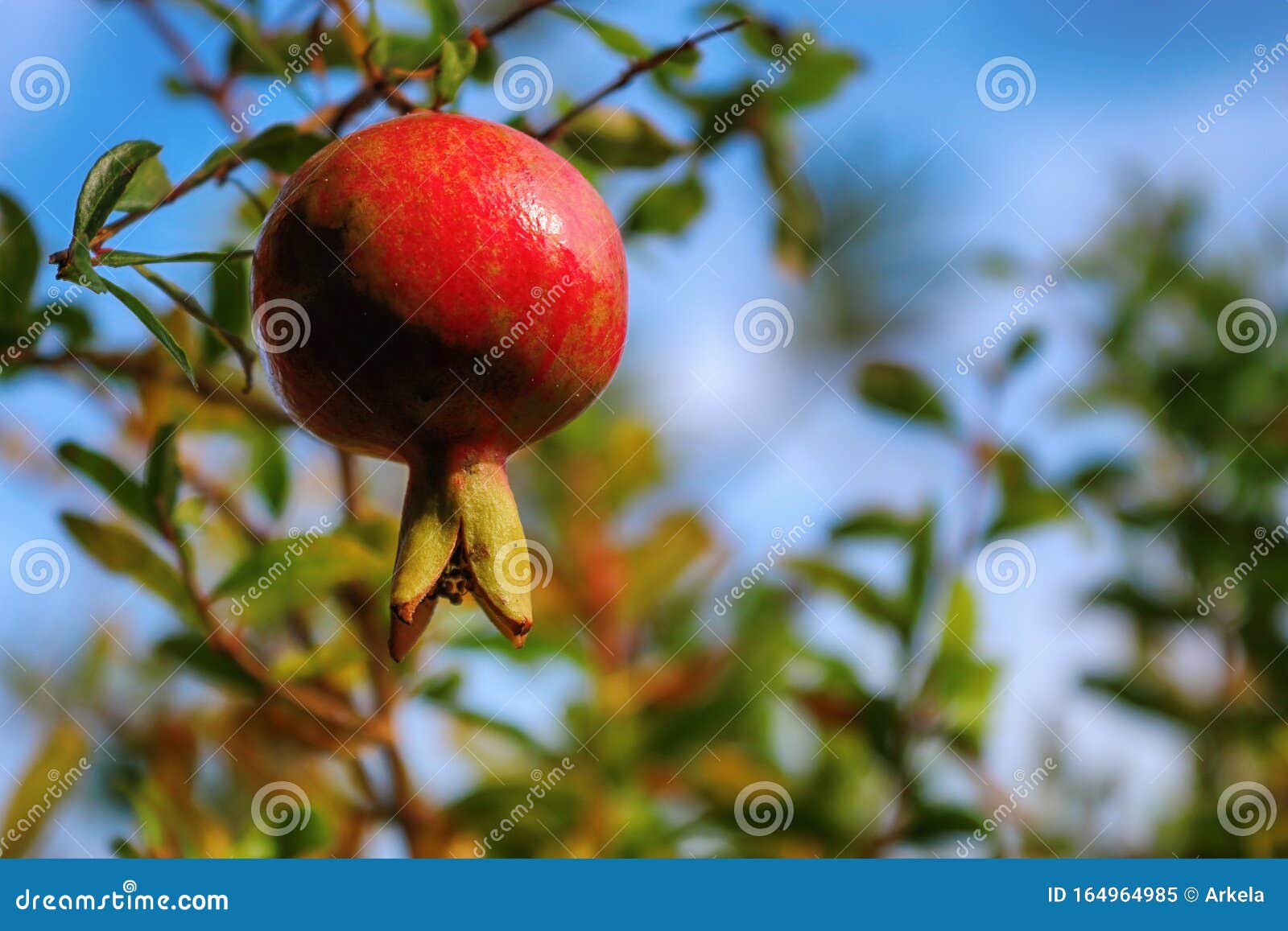 Ripe pomegranate fruit stock image. Image of agriculture - 164964985
