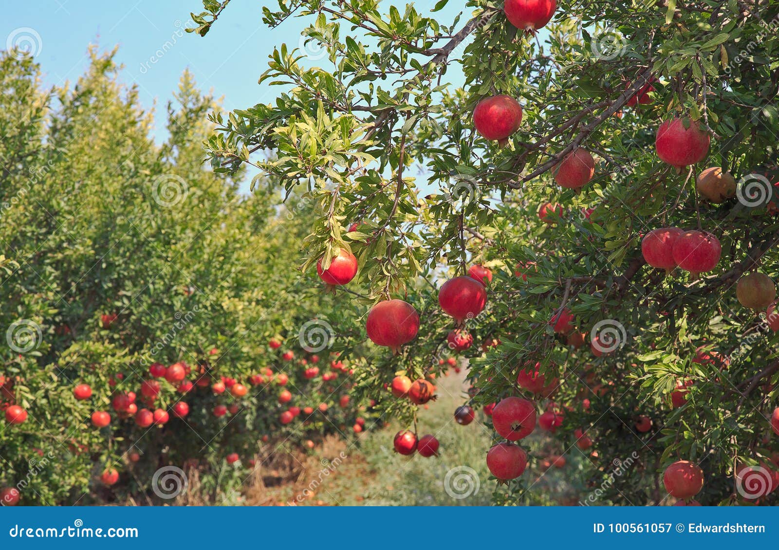 Ripe Pomegranate Fruit on Tree Branch Stock Image - Image of juice ...