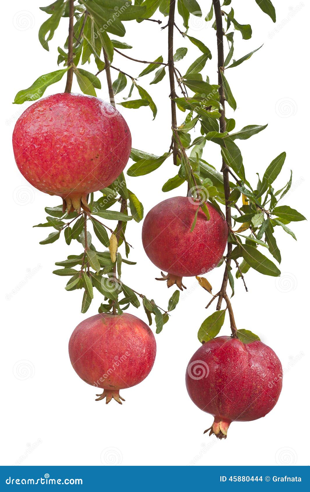 Ripe Pomegranate Fruit on Tree Branch. Stock Photo - Image of ...