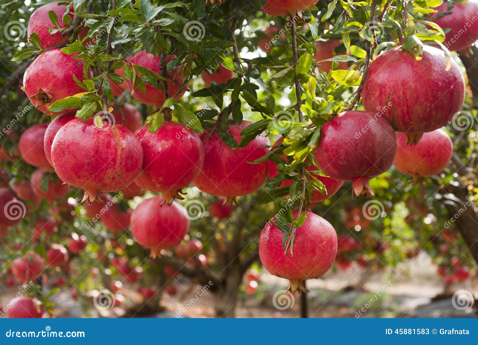 Ripe Pomegranate Fruit on Tree Branch. Stock Image - Image of tropical ...