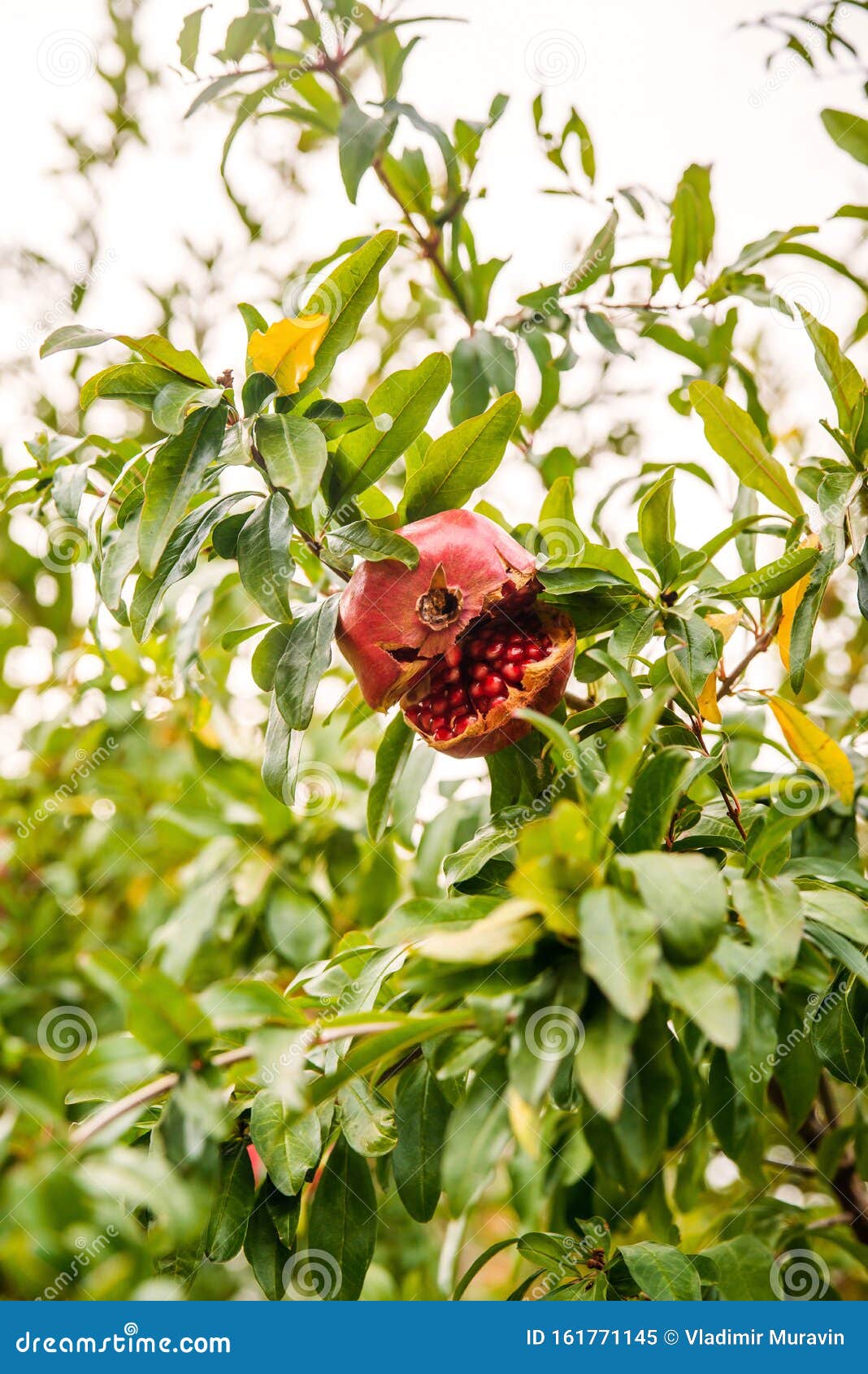 Ripe Pomegranates on the Branches in the Garden Stock Image - Image of ...