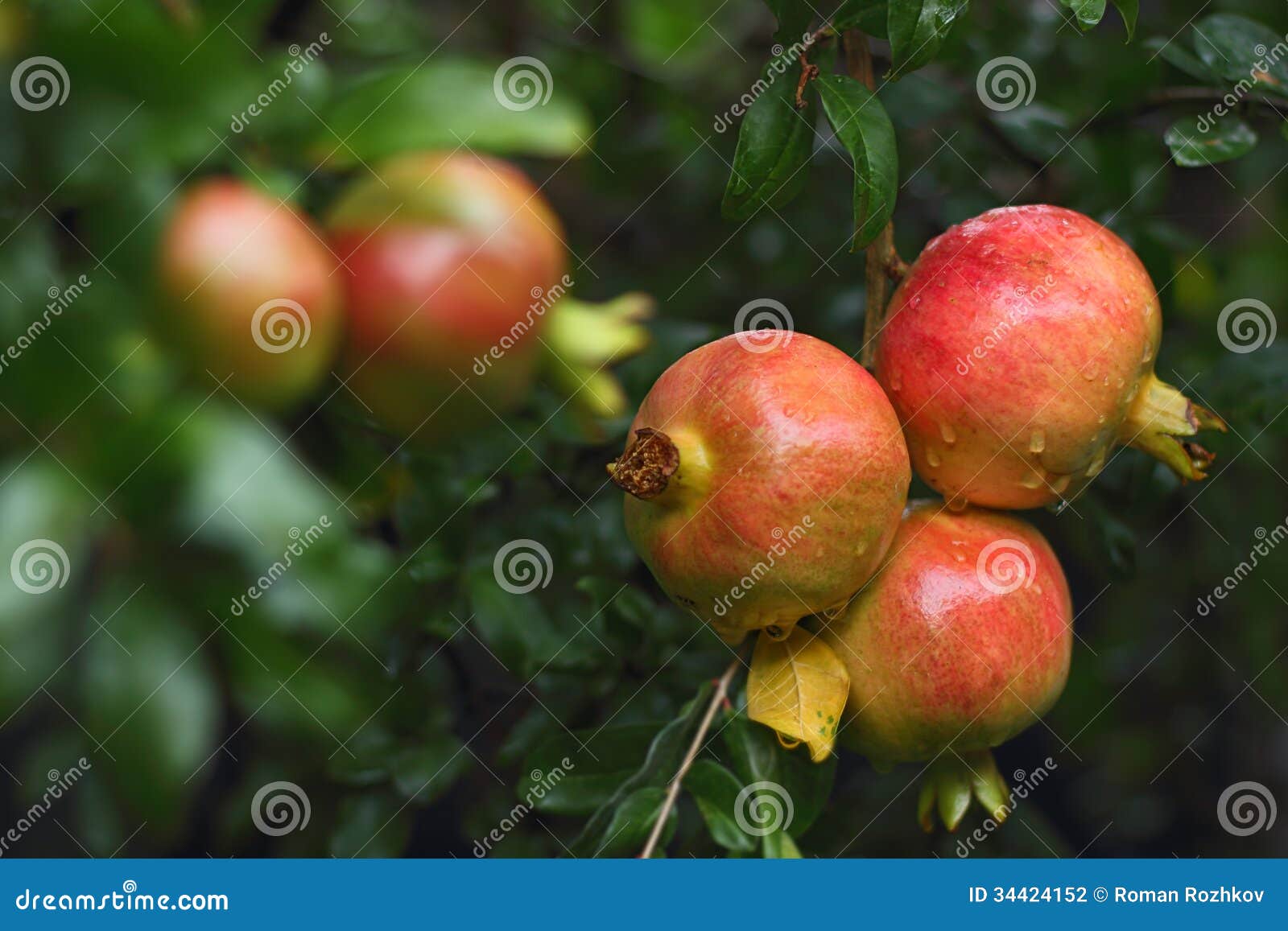 Ripe Pomegranates Growing on the Tree. Stock Photo - Image of branch ...
