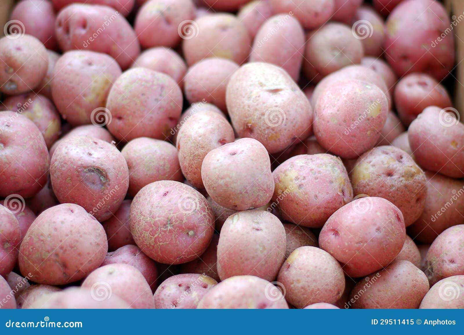 Ripe potatoes stock image. Image of agriculture, growth - 29511415