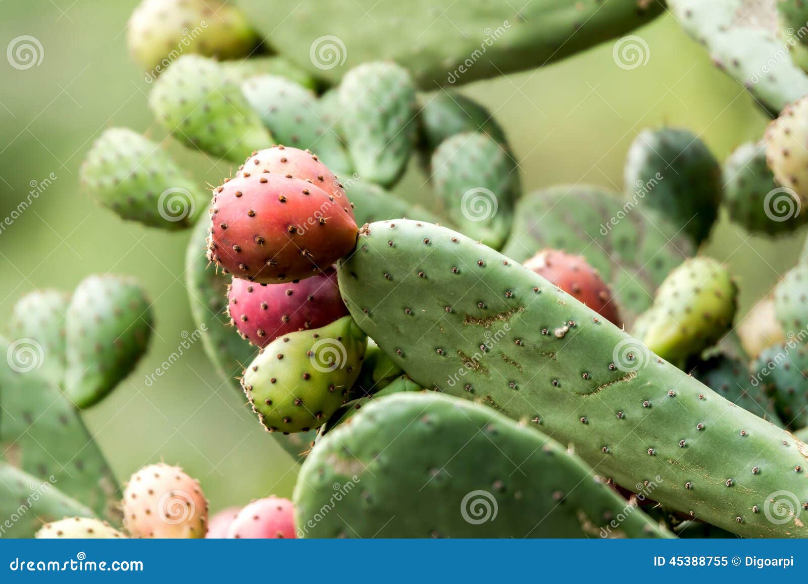 Ripe Prickly pair cactus stock image. Image of cactaceae - 45388755