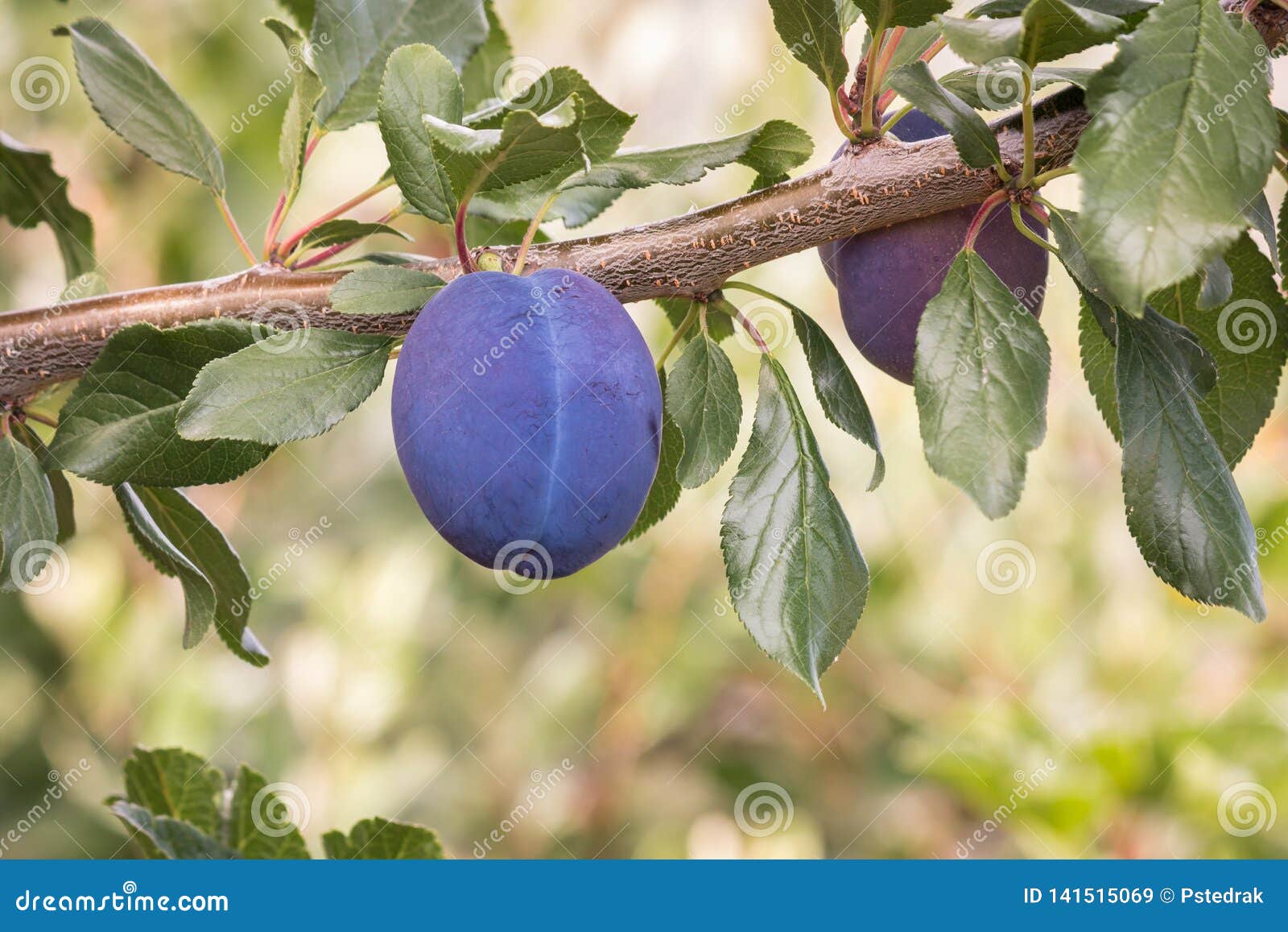 Ripe Prune Plum on Plum Tree Branch with Copy Space Below Stock Image ...