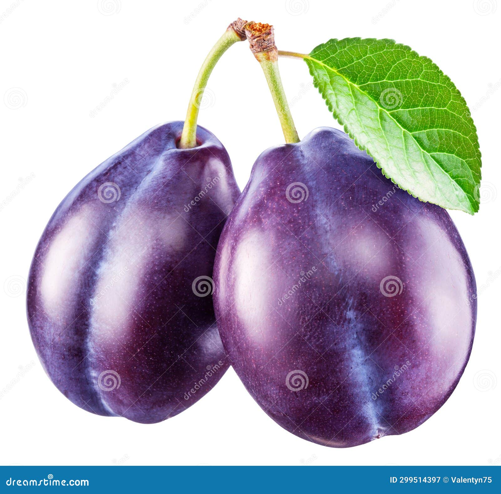 Ripe Prune Plums with Green Leaves on White Background. Clipping Path ...