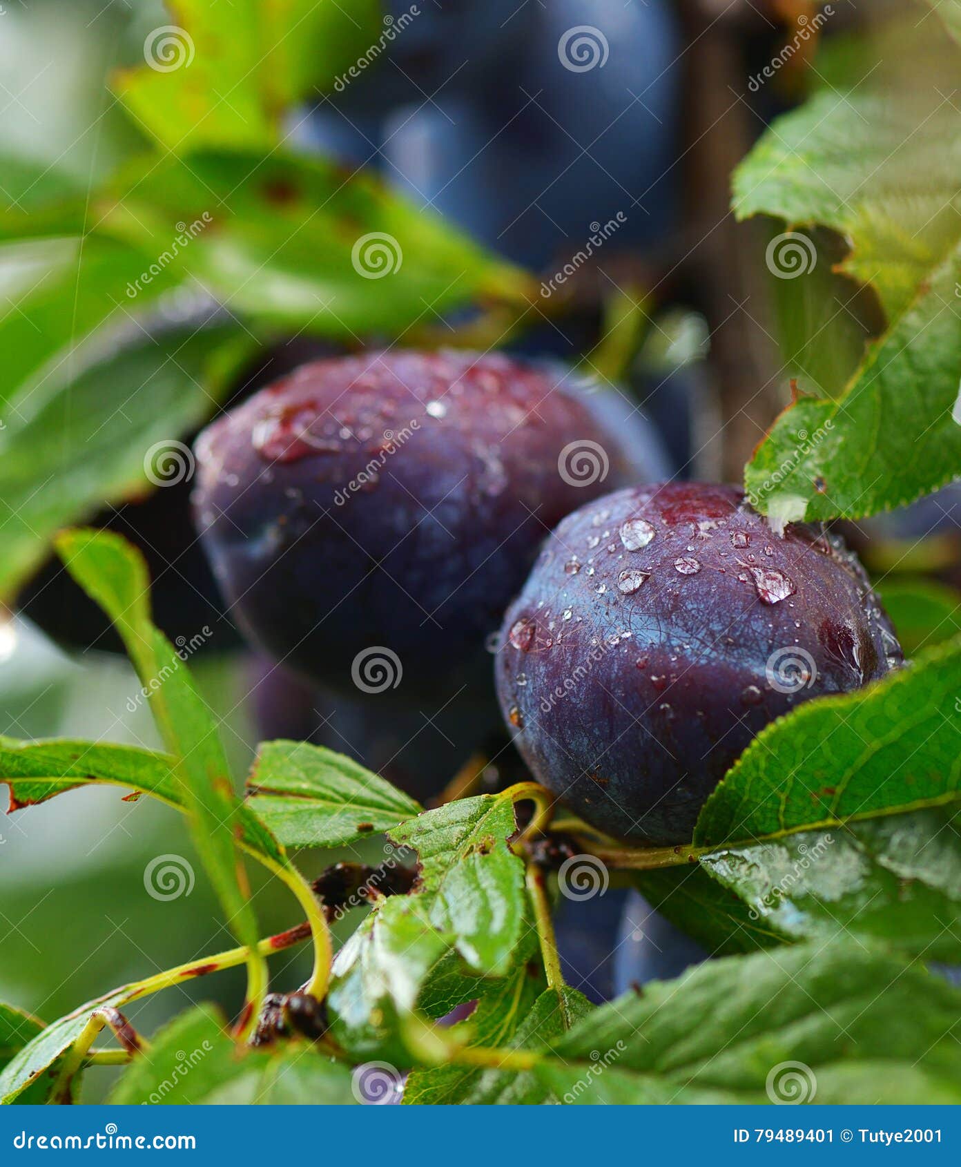 Ripe Prunes at a Branch before Harvest Stock Image - Image of morning ...