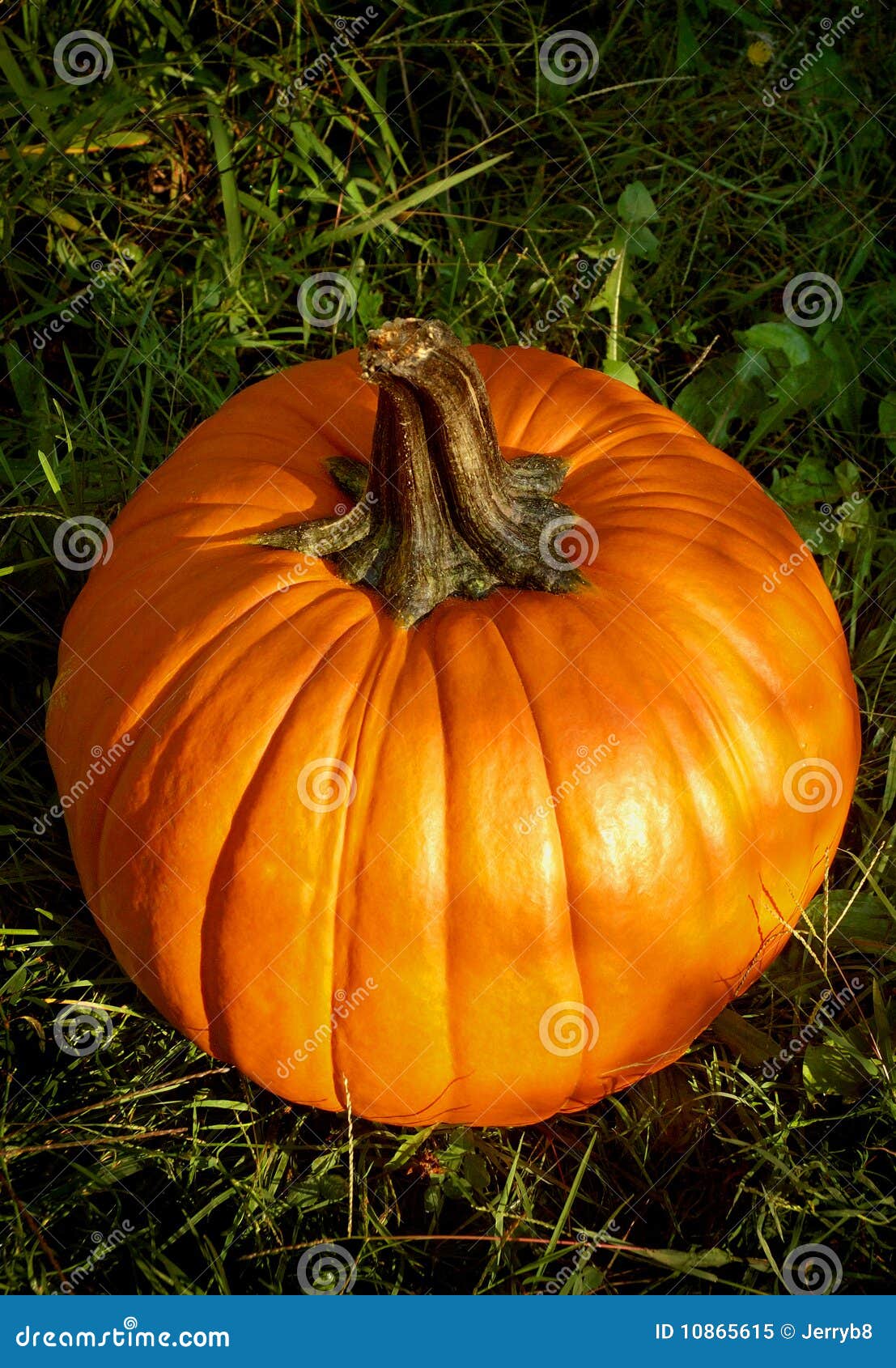 Ripe pumpkin stock image. Image of pumpkin, nature, grass - 10865615