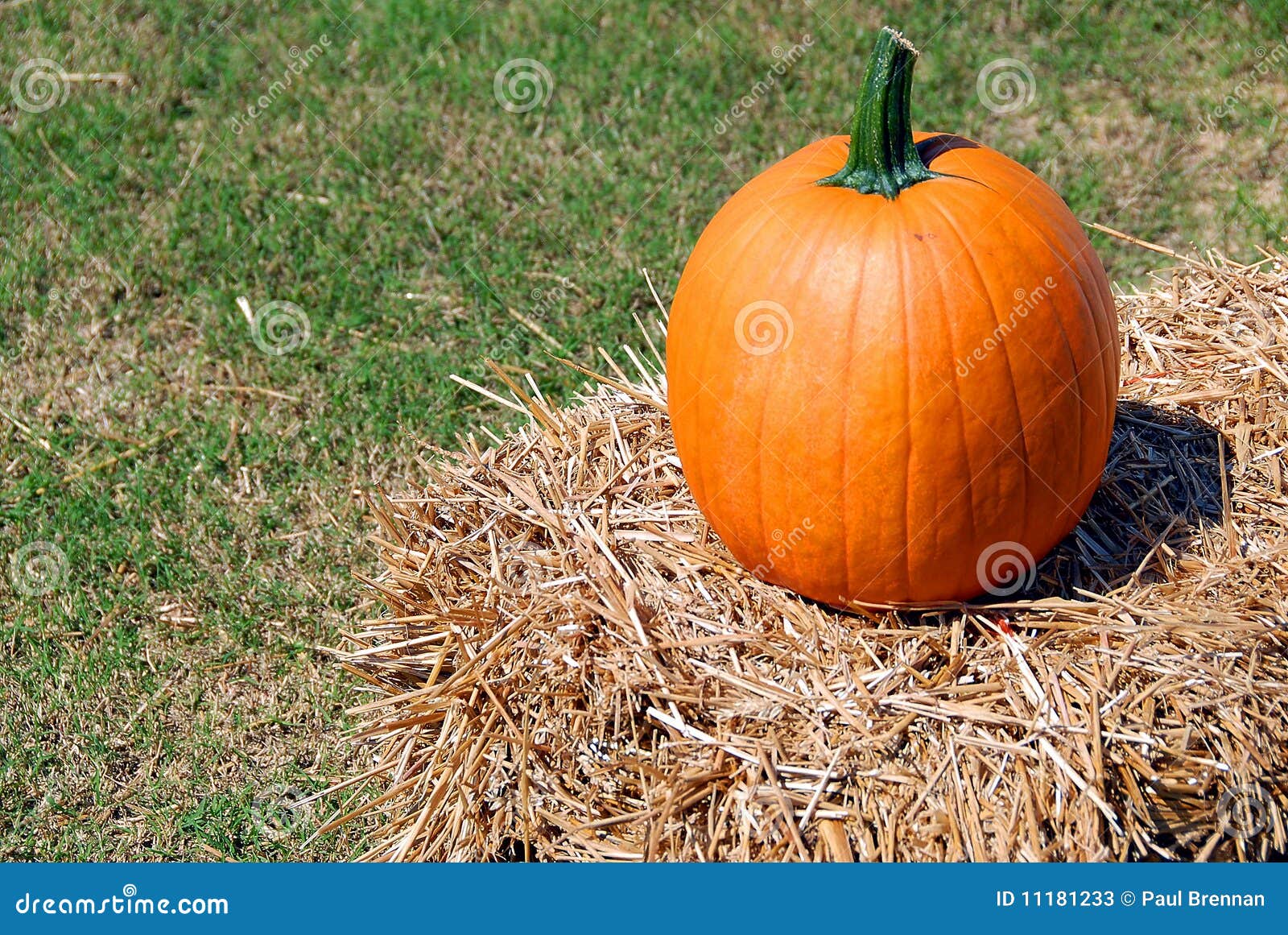 Ripe pumpkin stock image. Image of healthy, halloween - 11181233